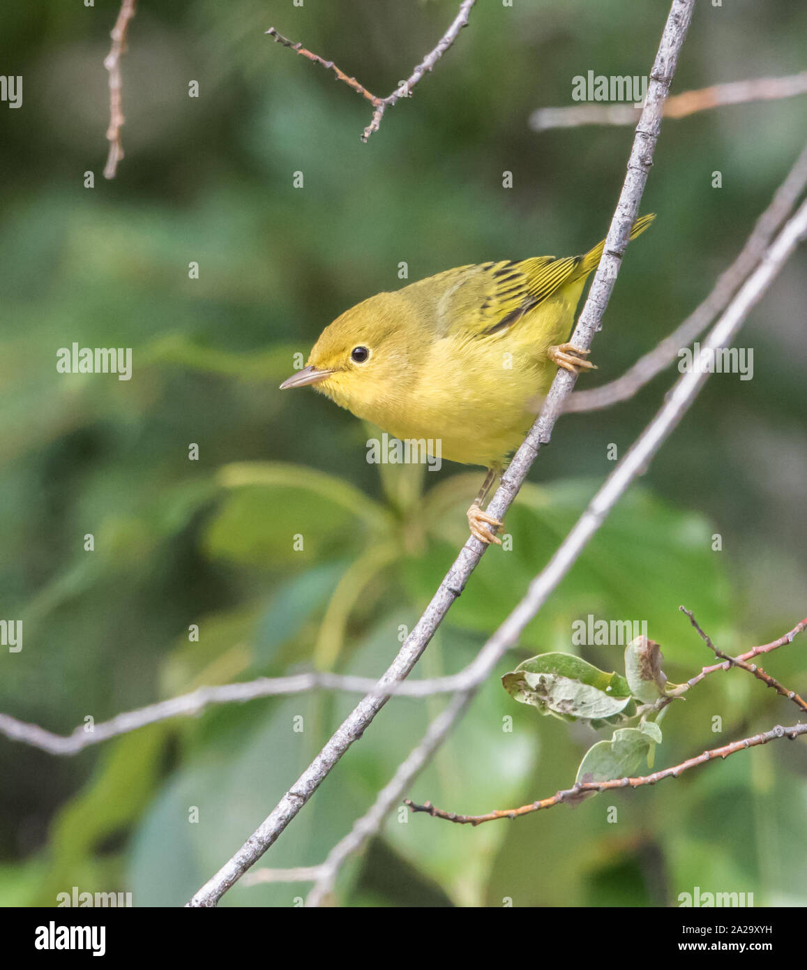 Yellow warbler setophaga petechia female hi-res stock photography and ...