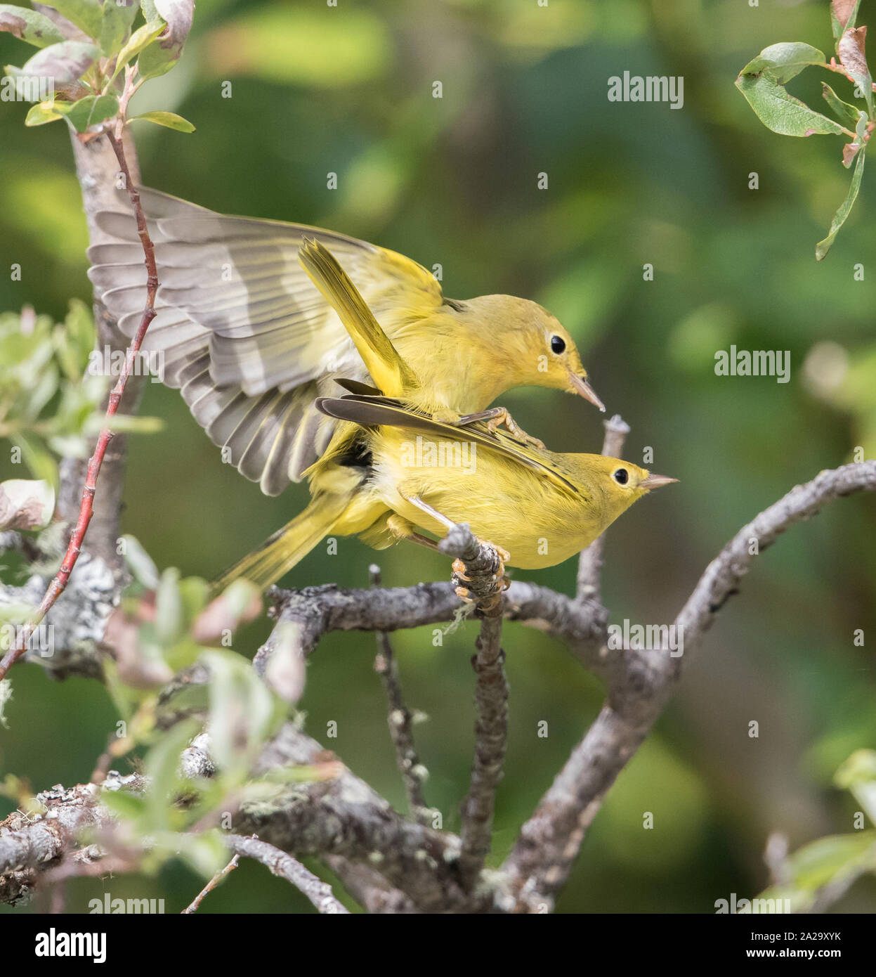 Yellow Warbler Pair Mating in Alaska Stock Photo - Alamy