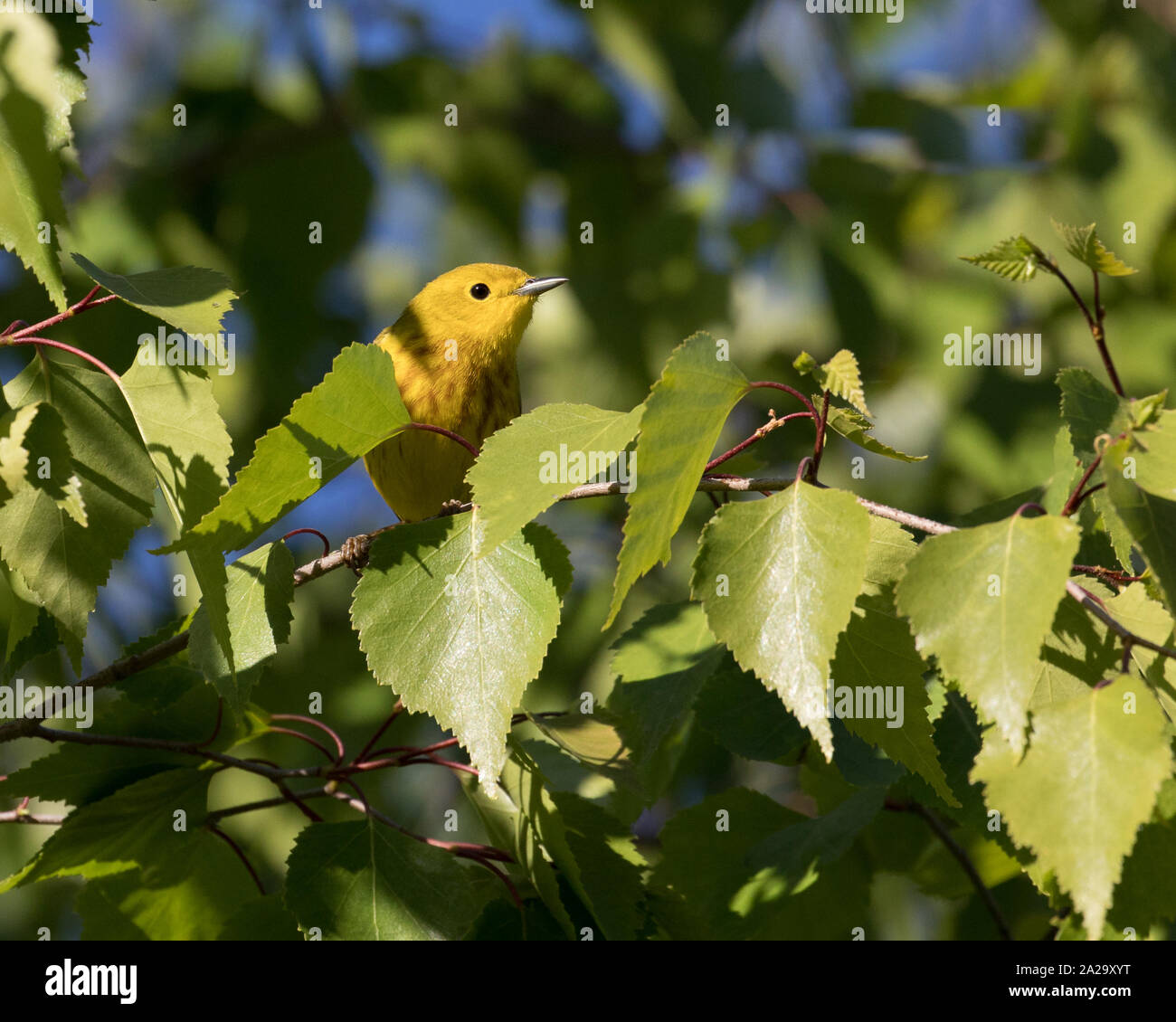Male Yellow Warbler in Alaska Stock Photo - Alamy