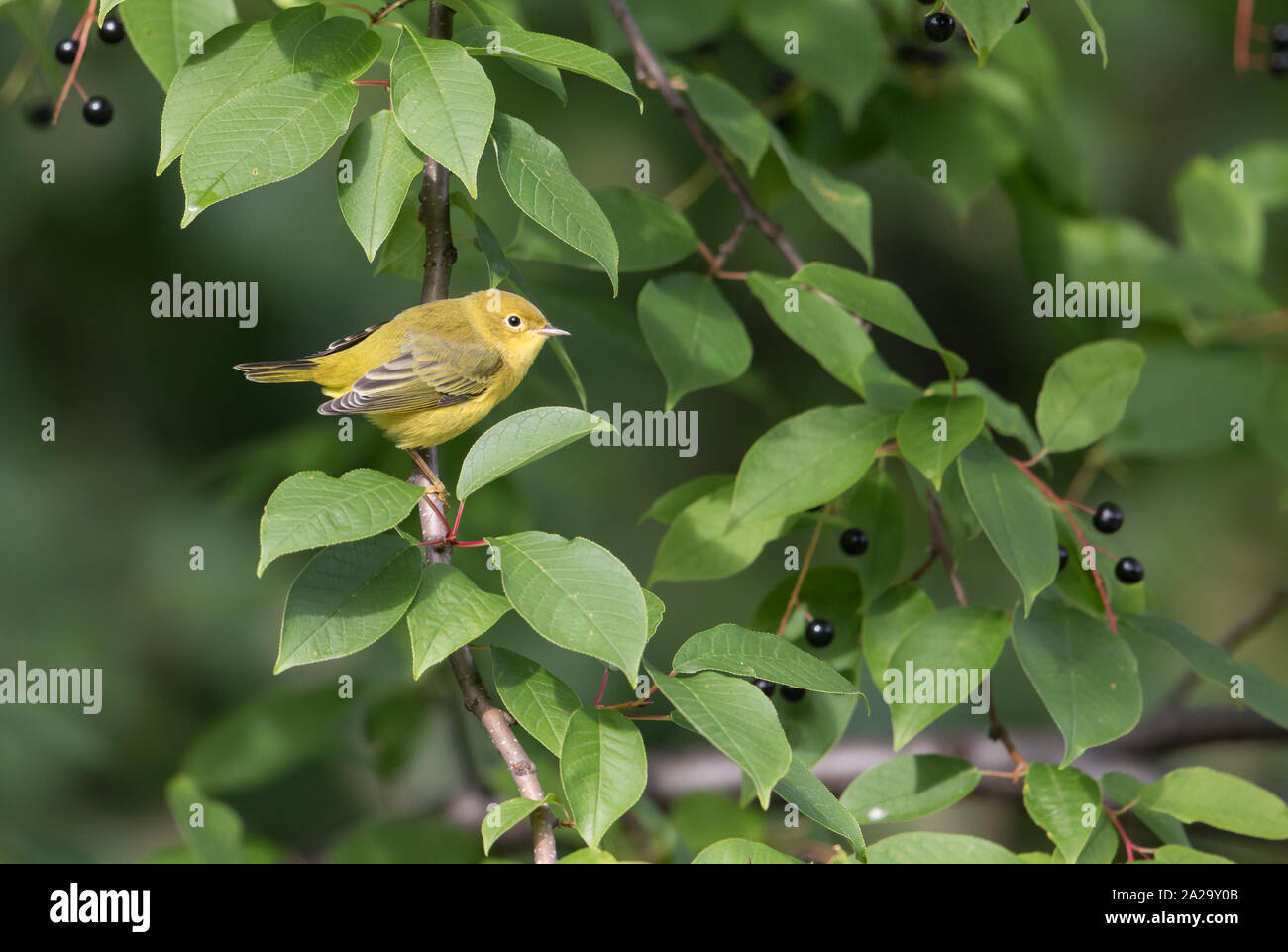 Female Yellow Warbler in Alaska Stock Photo - Alamy