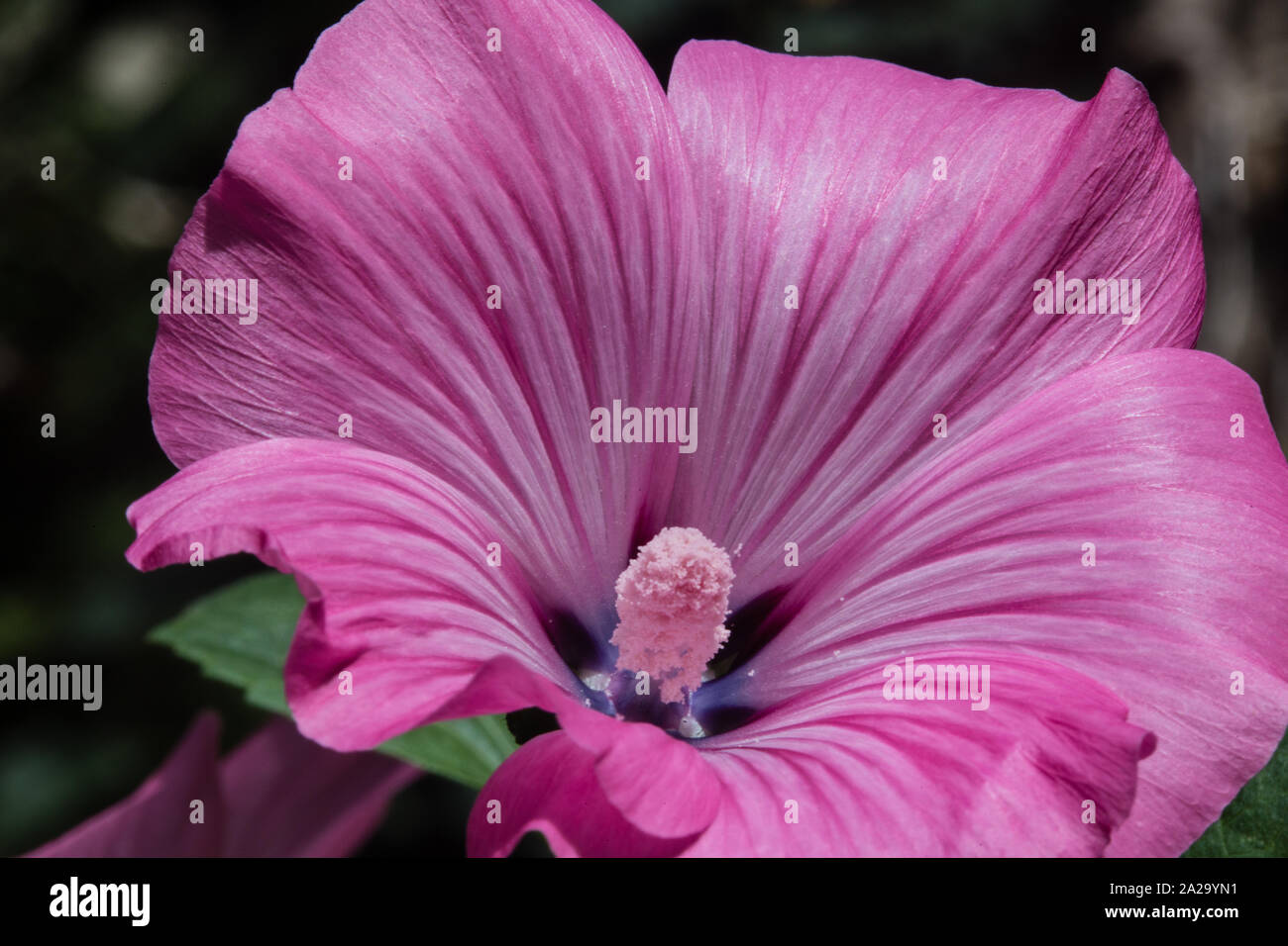 Exquisite Pink Mallow in bloom Stock Photo - Alamy
