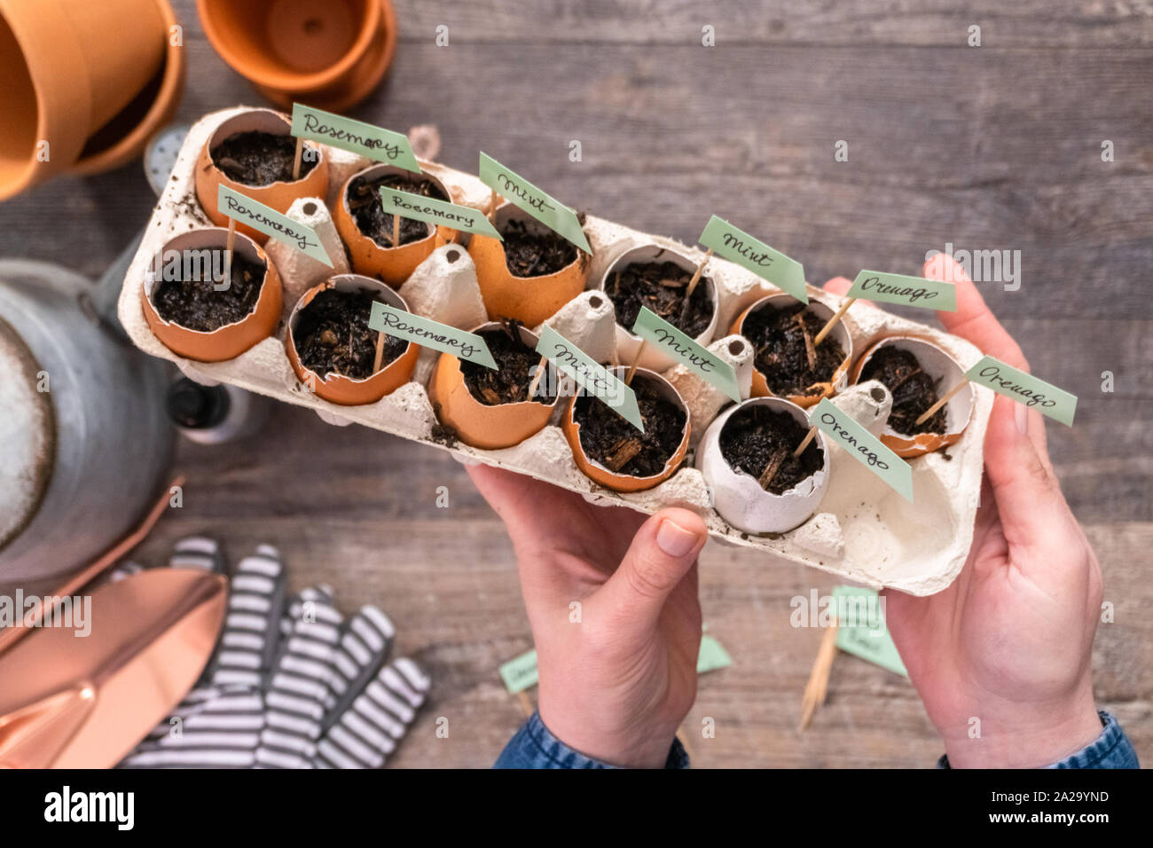 Flat lay. Plantings seeds in eggshells and labeling them with small ...