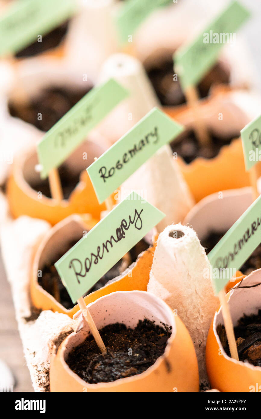 Plantings seeds in eggshells and labeling them with small plant tags ...
