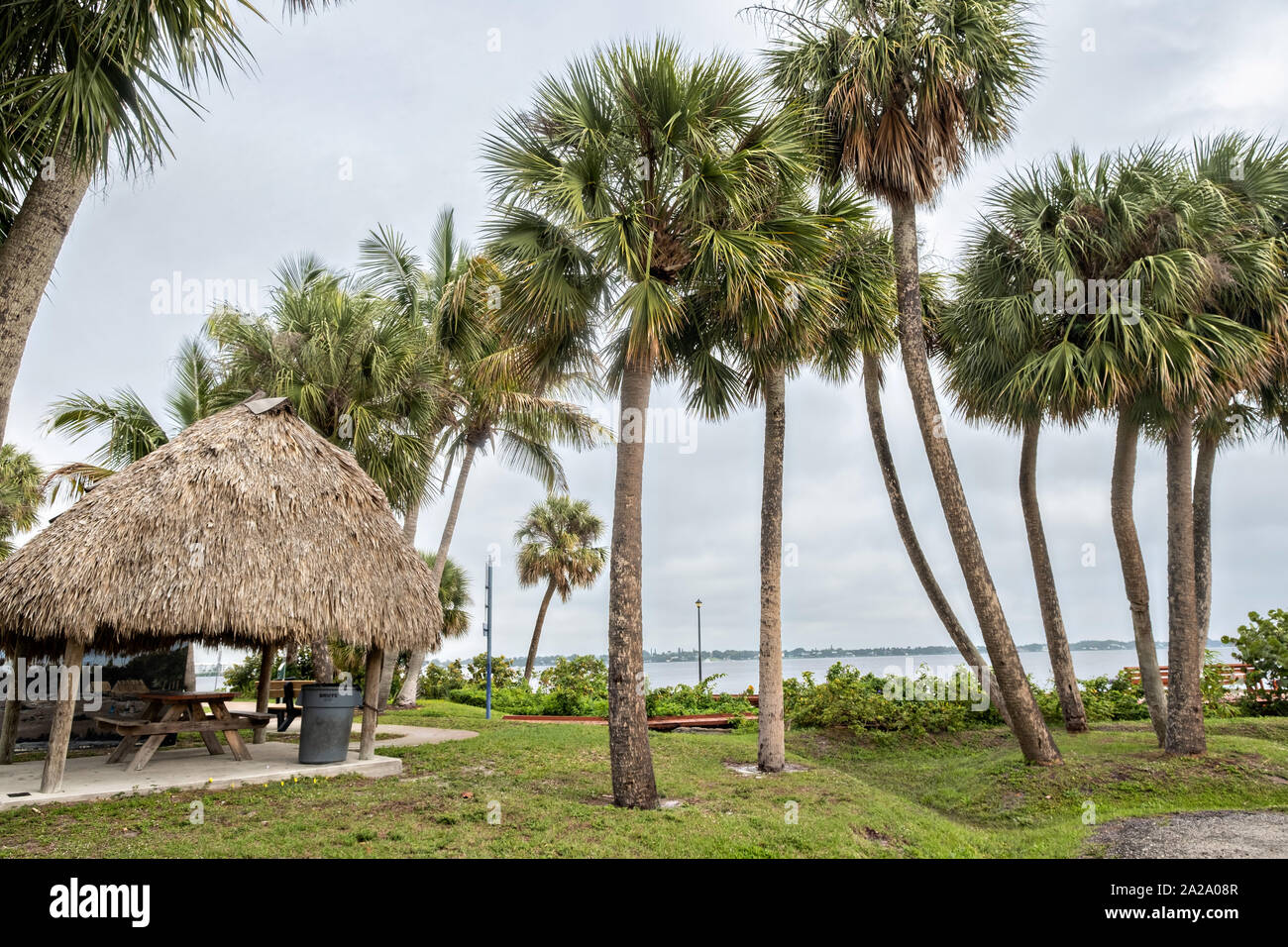 Palm trees along the Stuart Boardwalk at Flagler Park in the historic ...