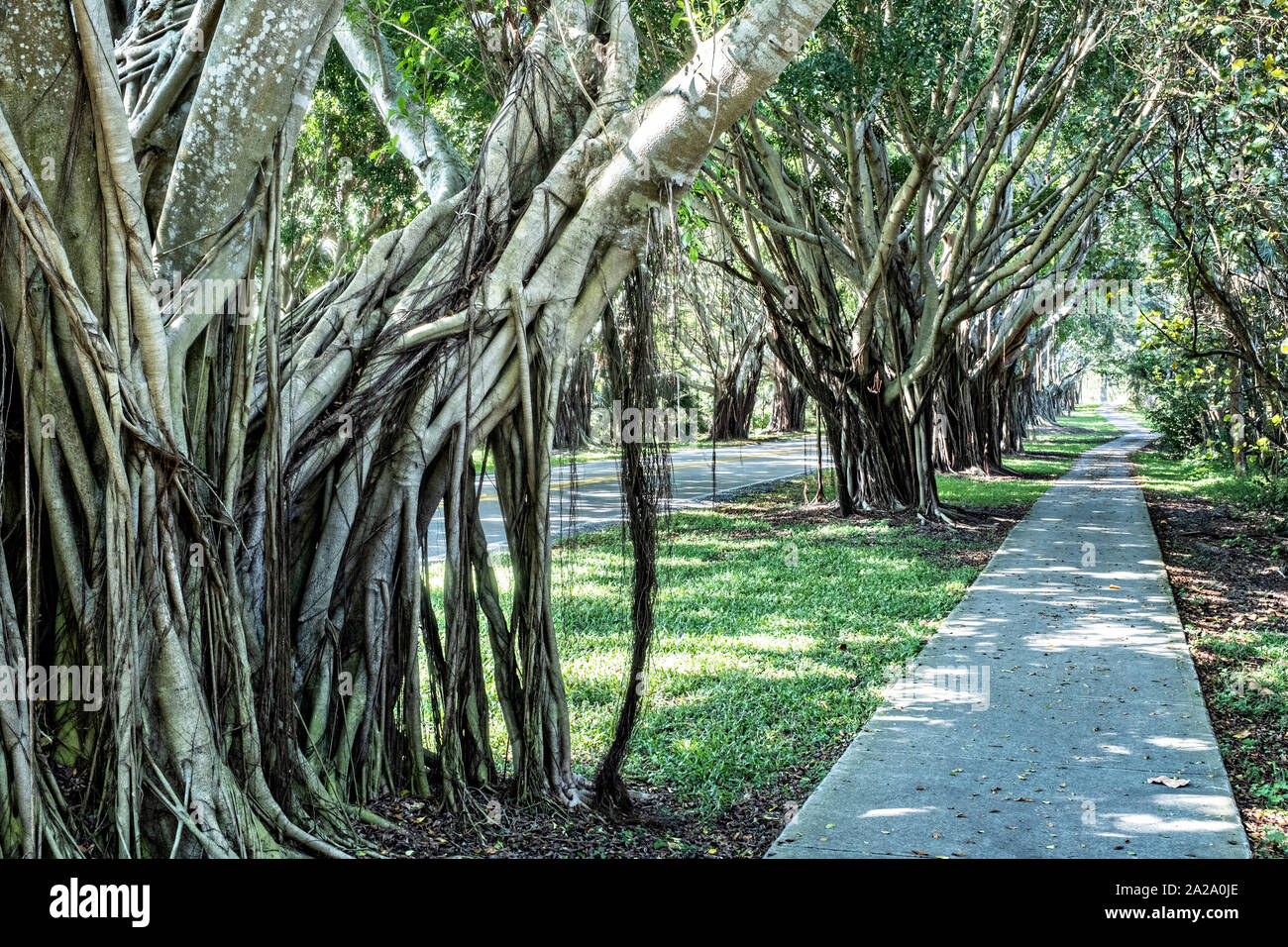 Banyan Tree Tunnel along Saint Lucie Blvd in Stuart, Florida Stock ...