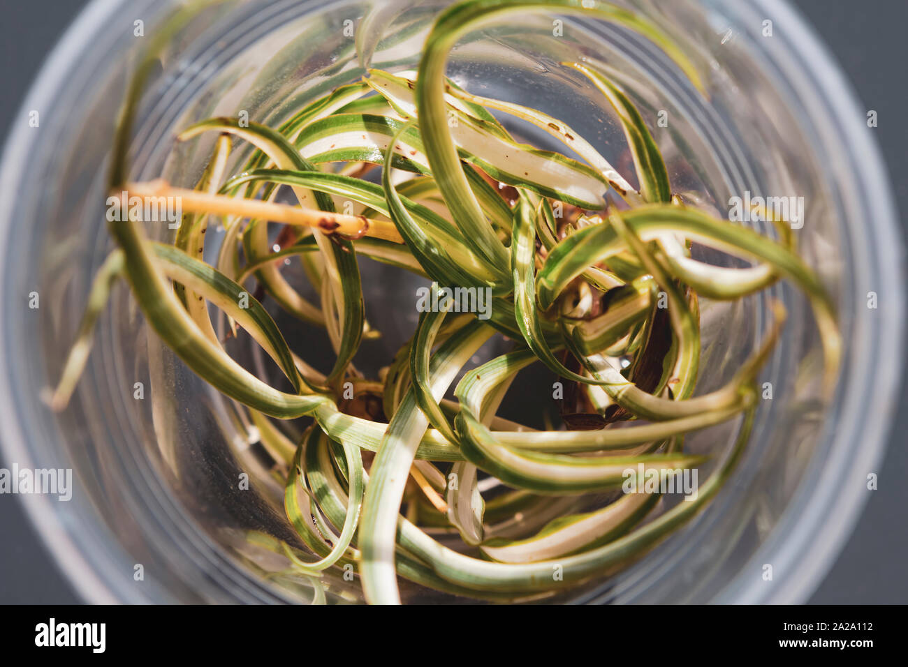 Roots plant hi-res stock photography and images - Alamy