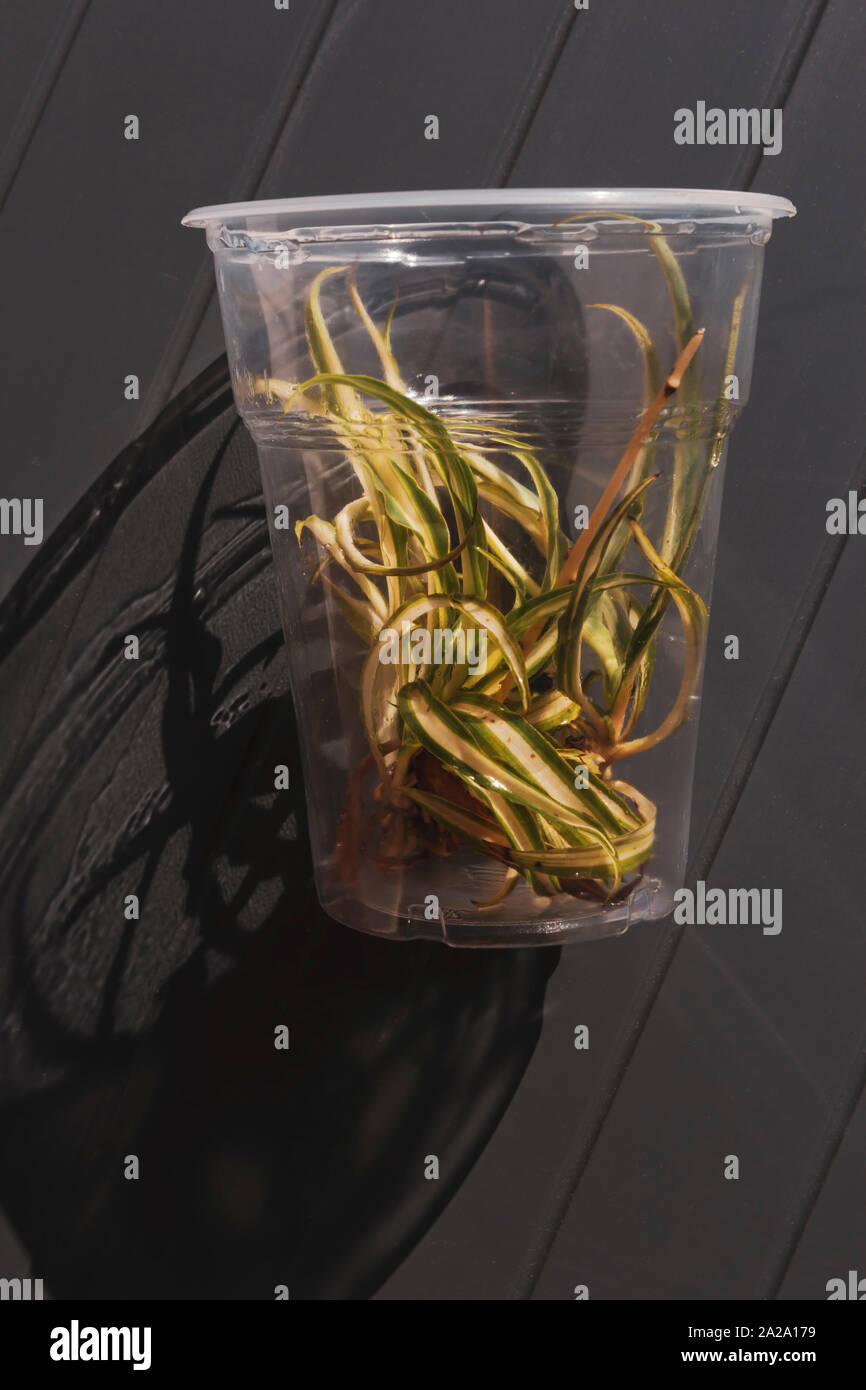 Plastic pollution concept hi-res stock photography and images - Alamy