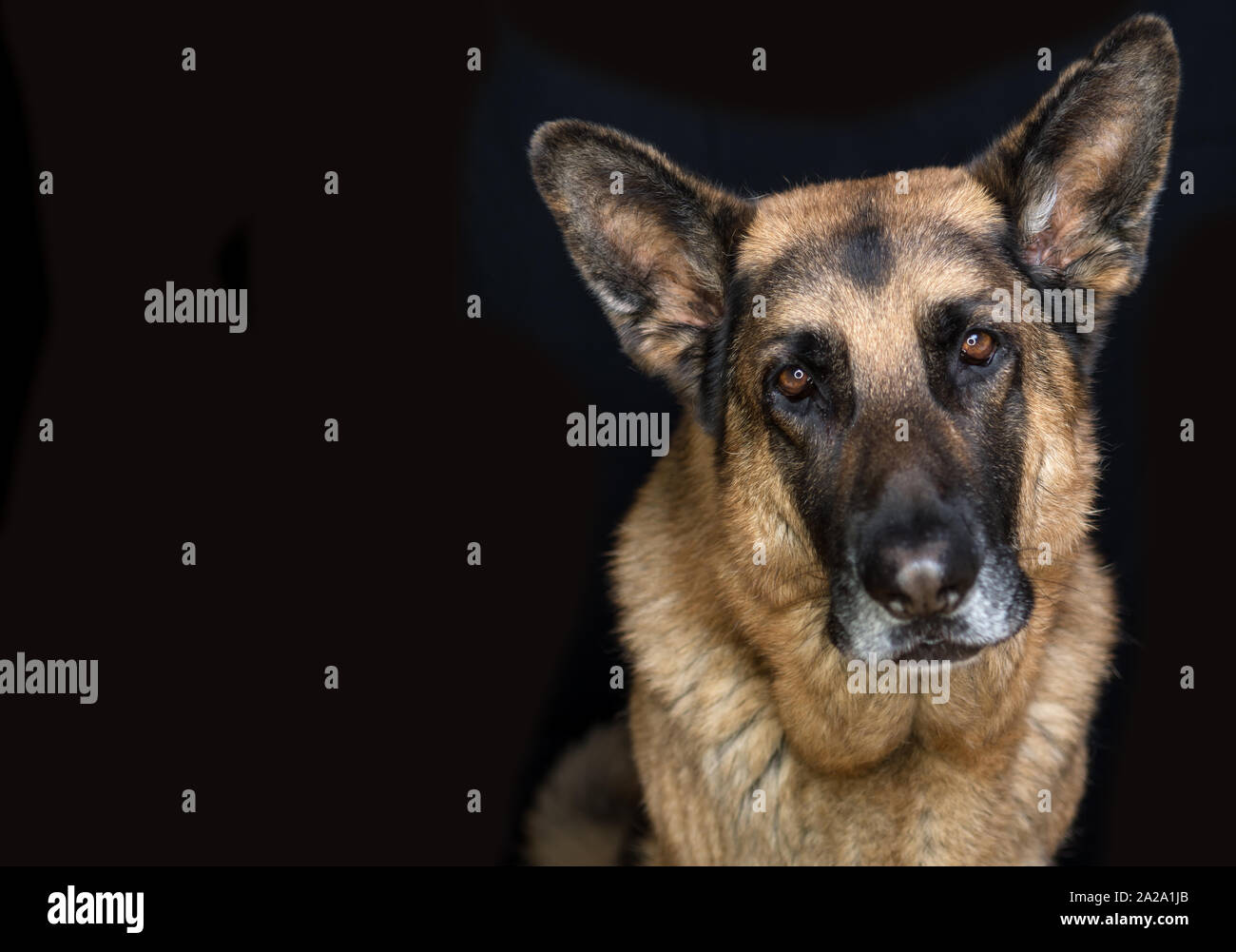 Realistic german shepherd portrait hi-res stock photography and images ...