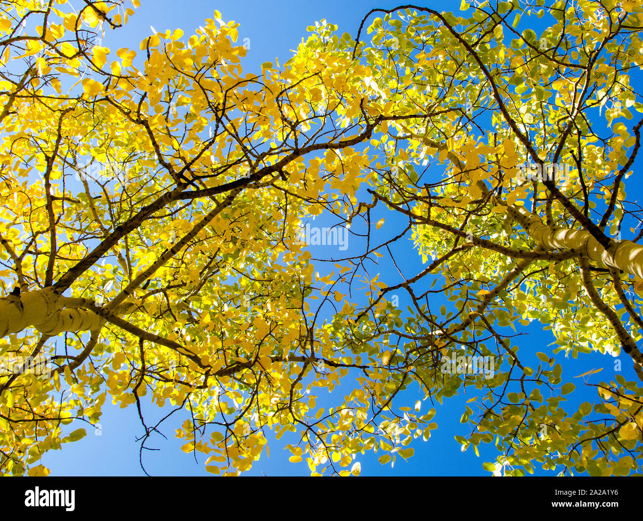 Fall Colors on Colorado Aspen Trees Stock Photo - Alamy