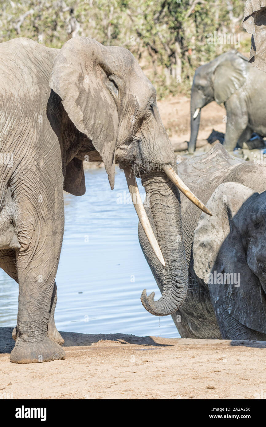 African elephant cow loxodonta africana hi-res stock photography and ...