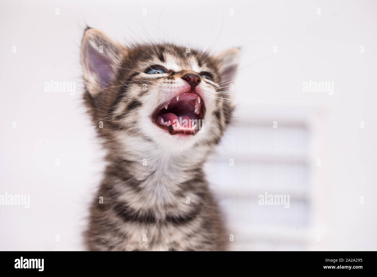 Meowing Cat High Resolution Stock Photography and Images - Alamy