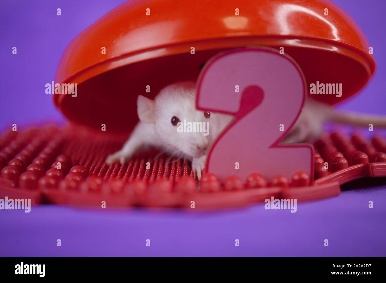 The concept of birthday. Rat with candles for the cake in the form of a ...