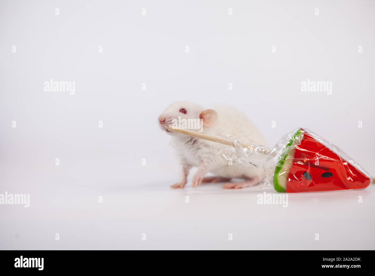 The concept of healthy teeth. Rat with candy in his teeth. Mouse with ...
