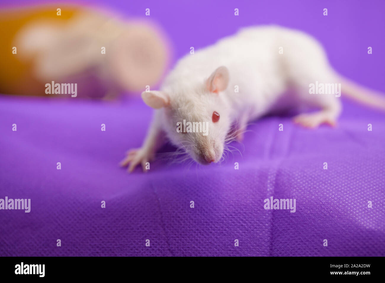 White Rats With Red Eyes Babies