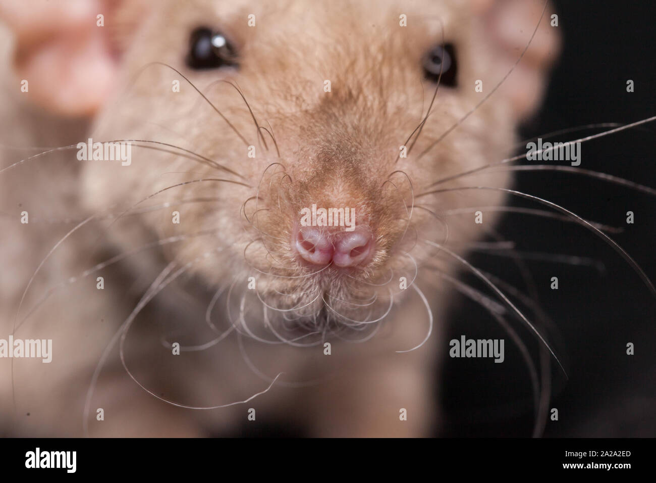 Muzzle of a beige rat close up. The mouse is looking at the camera ...