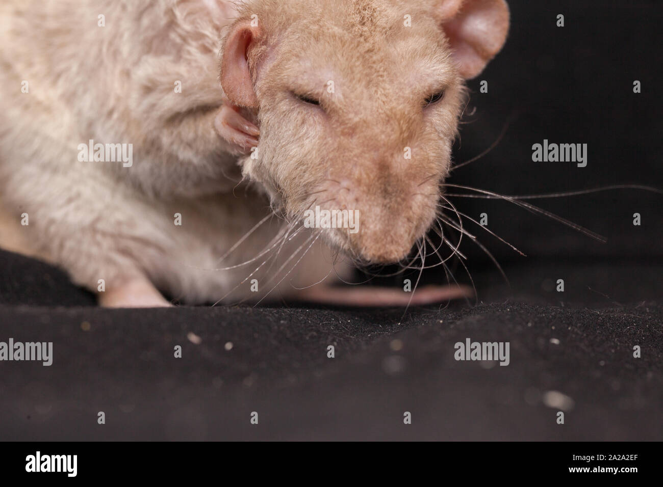 Angry small mouse hi-res stock photography and images - Alamy