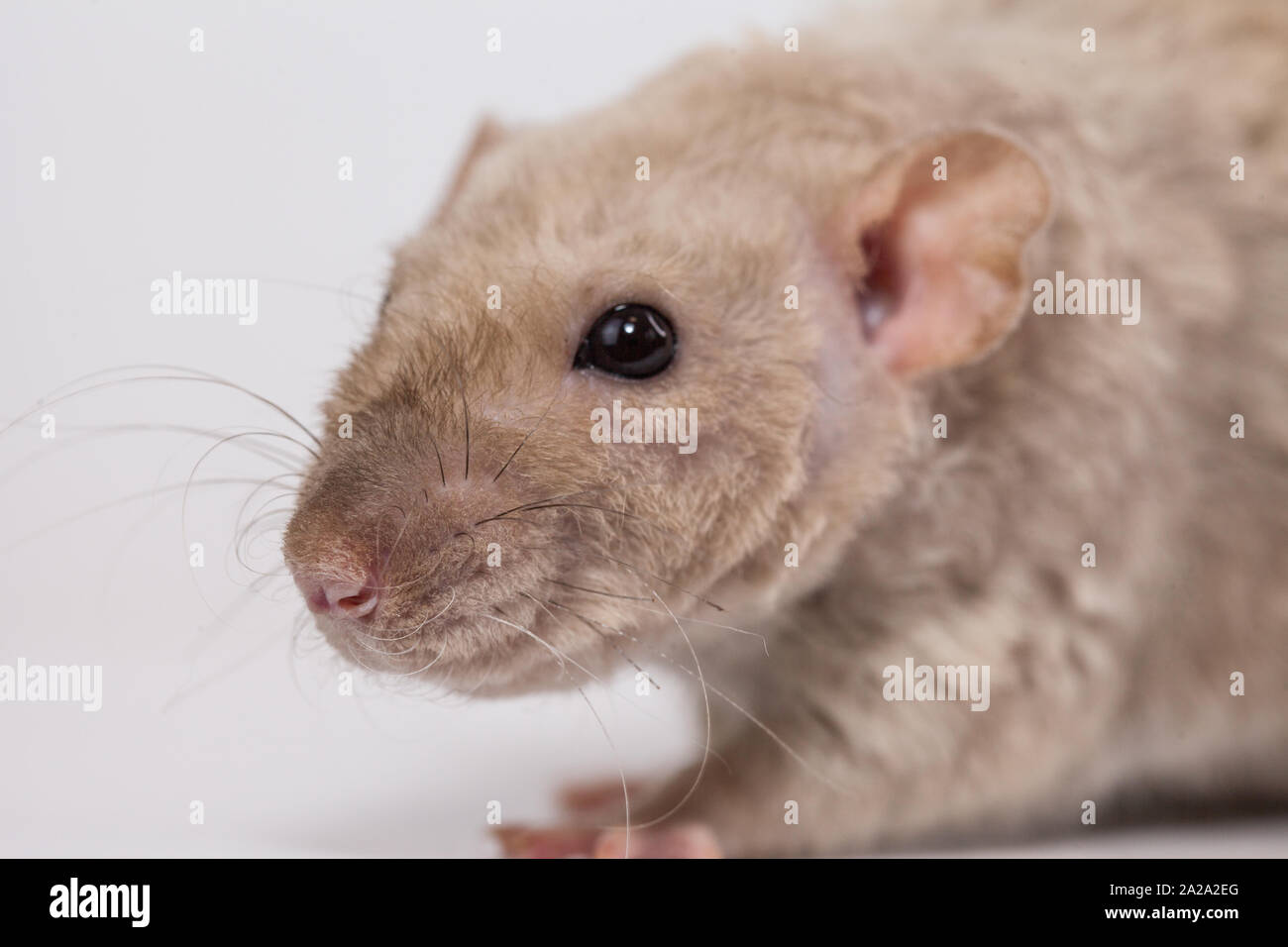 Big beige rat close up. The mouse is looking at the camera. Home ...