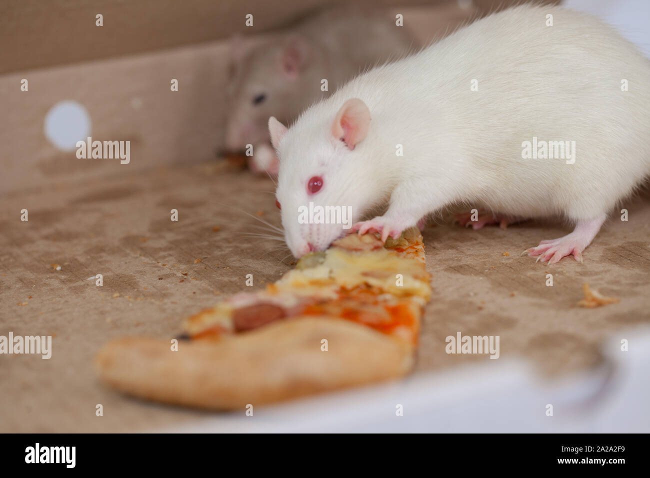 The concept of diet. The rat eats pizza. Mouse eats fast food ...