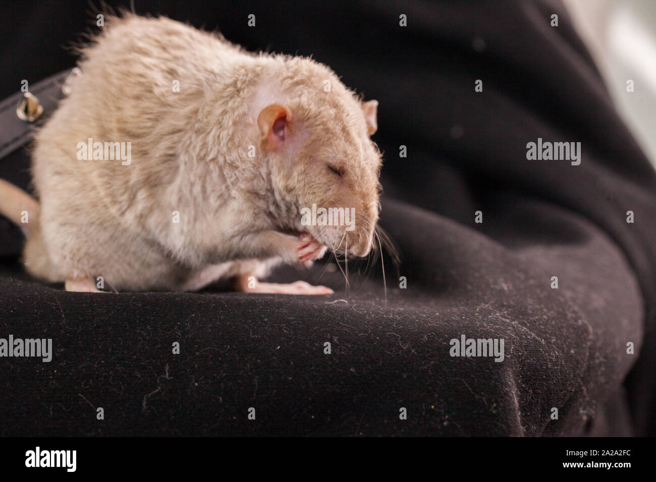 Big beige rat on a black background close-up. Mouse washes. Decorative ...