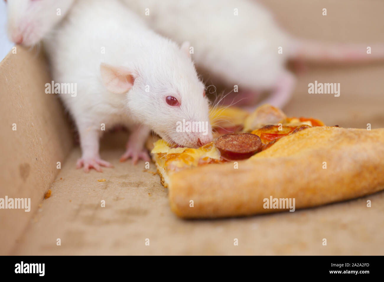 The concept of junk food. A rat eats a slice of pizza. The mouse eats ...