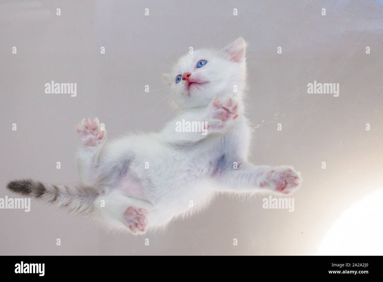 White cute kitten close-up. Photo of a cat from the bottom. Cat's paws ...