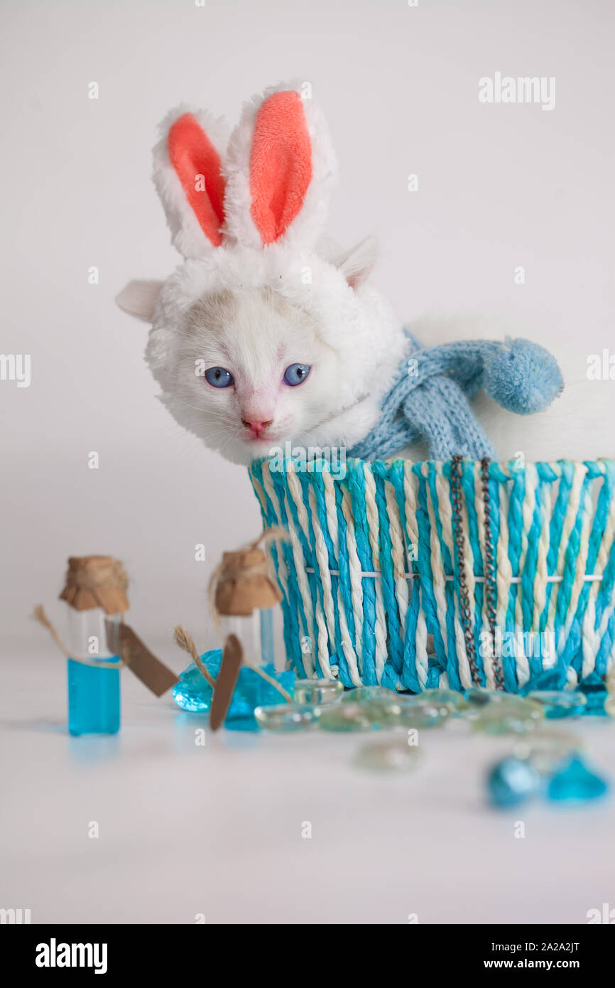 Kitten dressed as a hare. Cat in rabbit ears. The kitten sits in a blue ...