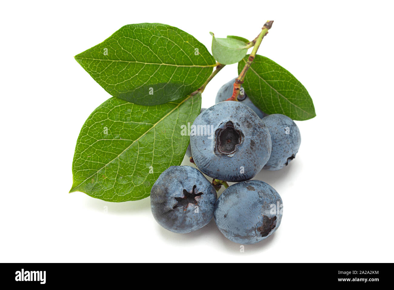 Blueberry with leaf closeup isolated on white background Stock Photo ...