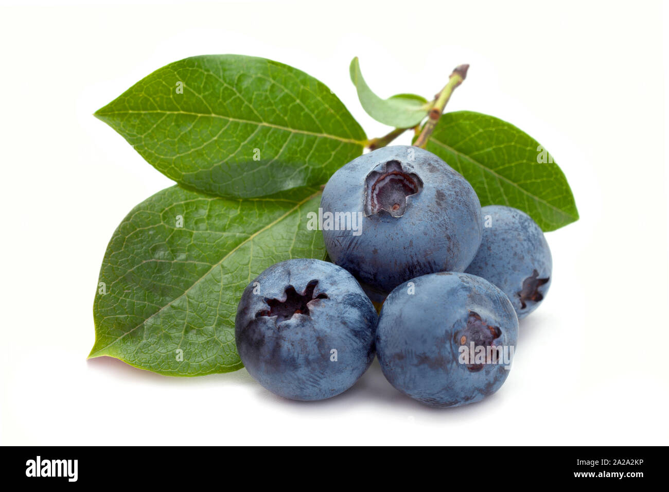 Blueberry with leaf closeup isolated on white background Stock Photo ...