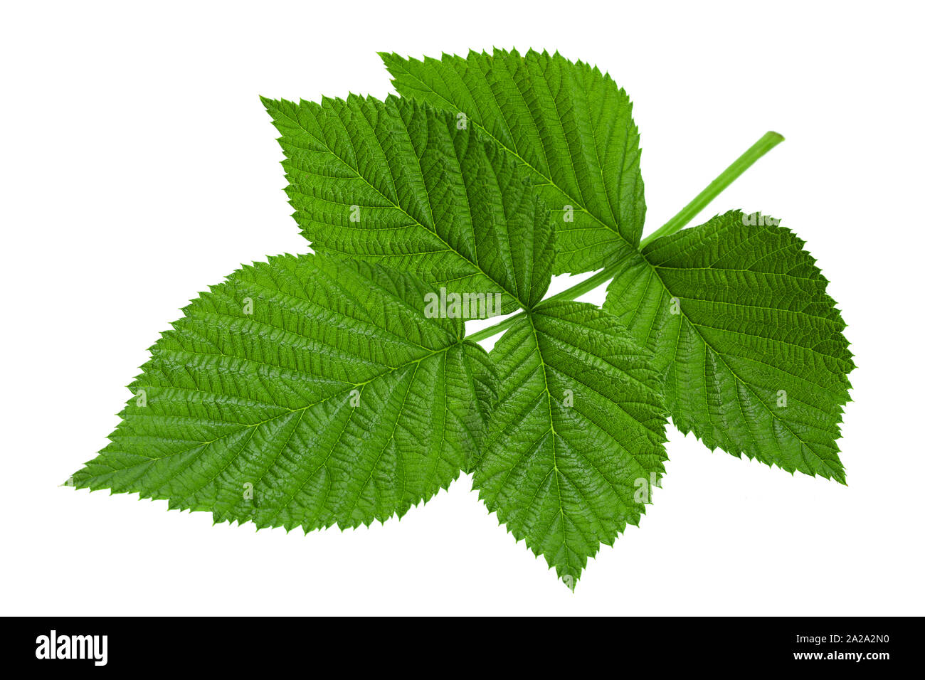 Raspberry leaf closeup isolated on white background Stock Photo - Alamy