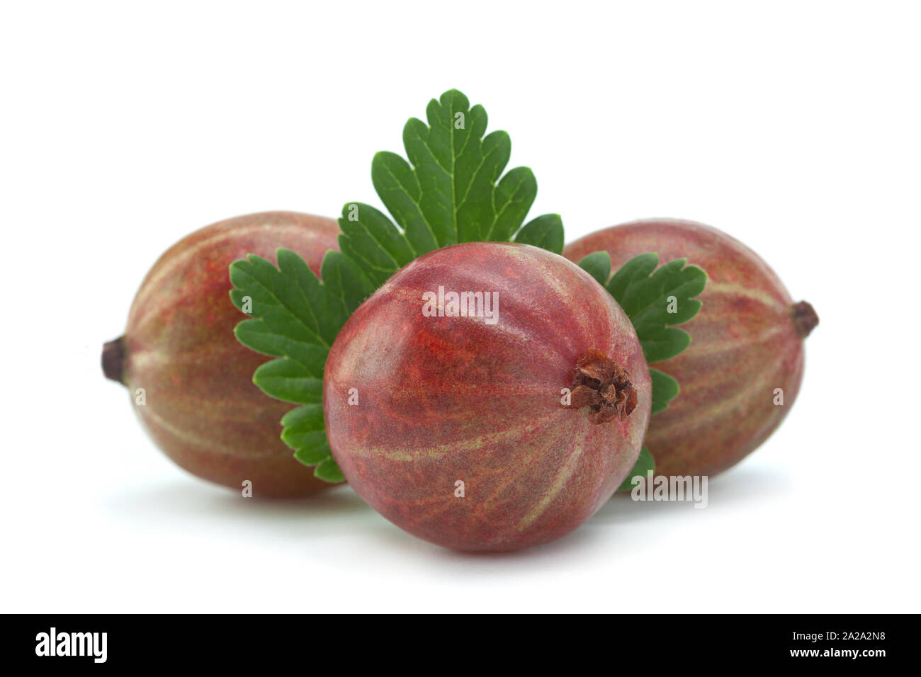 Red gooseberry closeup isolated on white background Stock Photo - Alamy