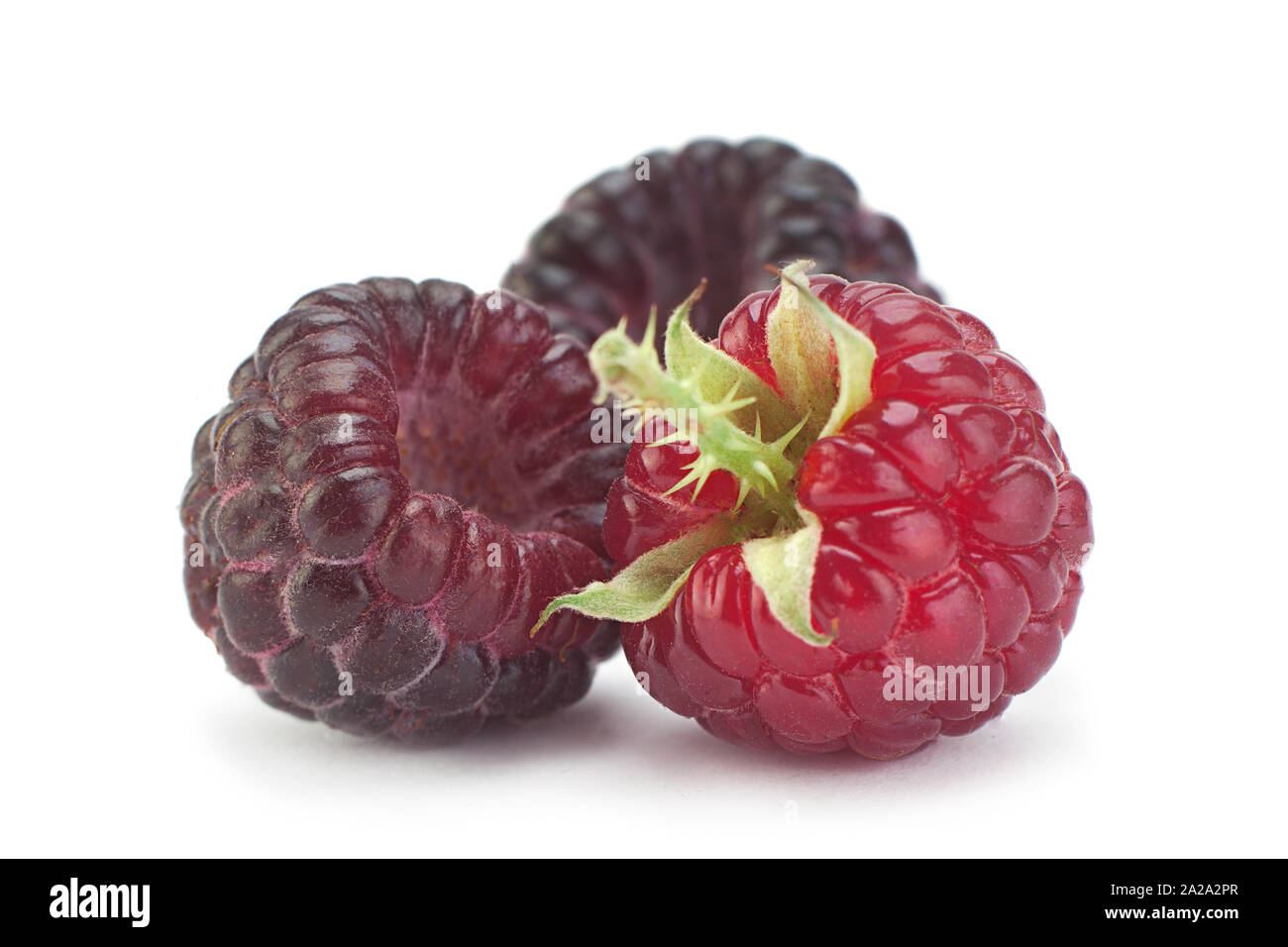 Cumberland fruit Hybrid raspberry and blackberry on white Stock Photo ...