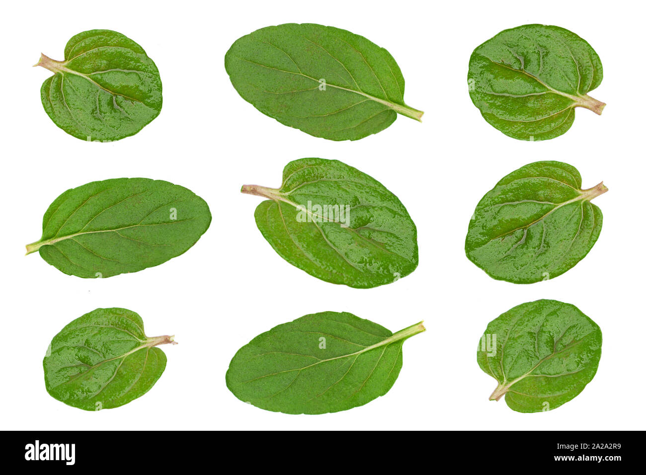 Small Mint leaf closeup set isolated on white background Stock Photo ...