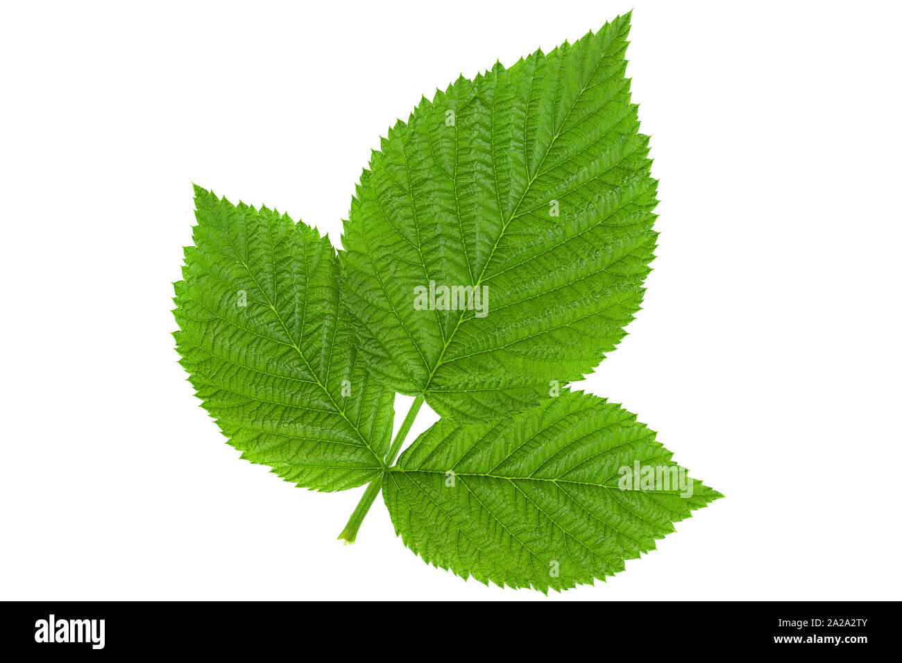 Raspberry leaf closeup isolated on white background Stock Photo - Alamy