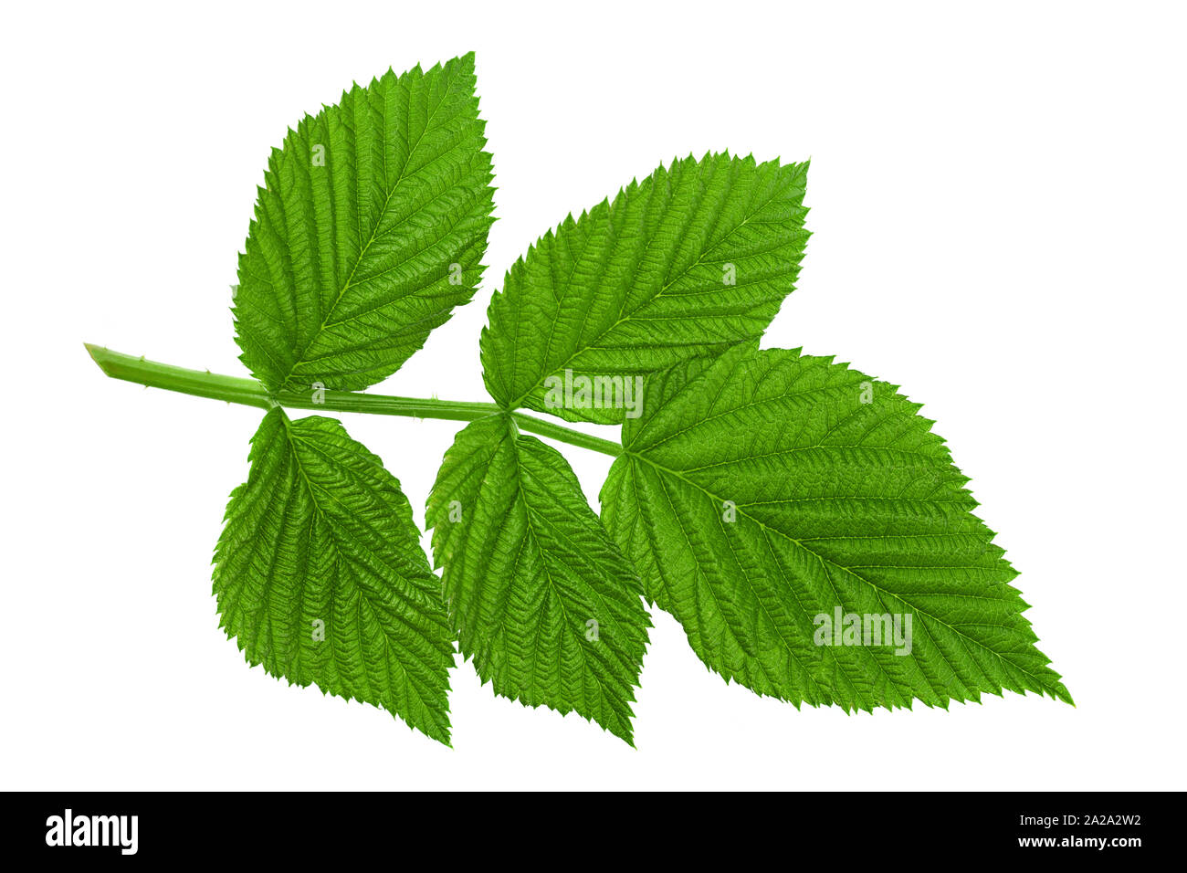 Raspberry leaf closeup isolated on white background Stock Photo - Alamy