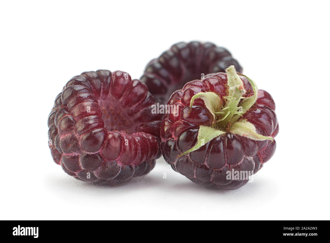 Cumberland fruit Hybrid raspberry and blackberry on white Stock Photo ...