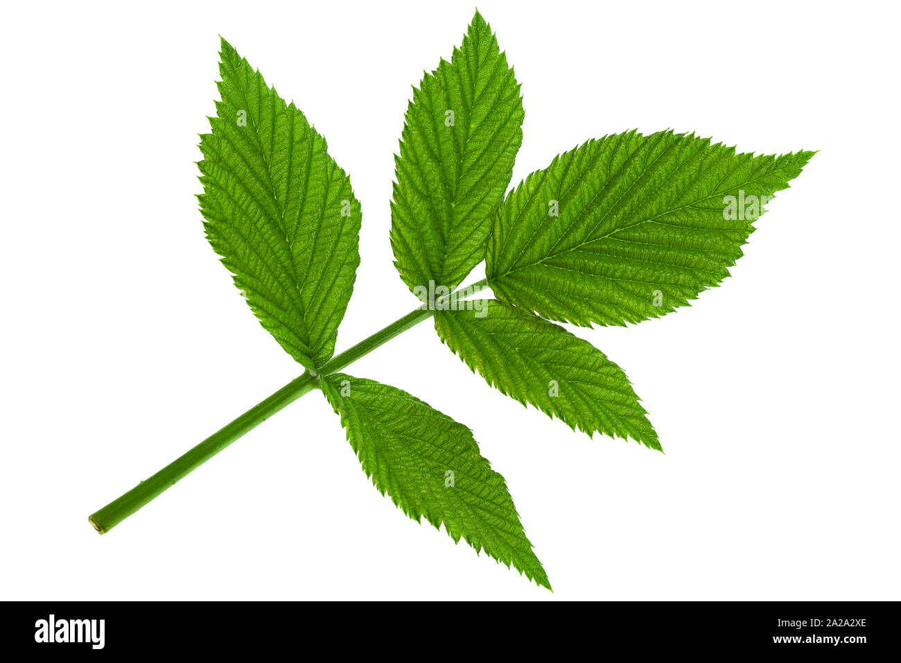 Raspberry leaf closeup isolated on white background Stock Photo - Alamy