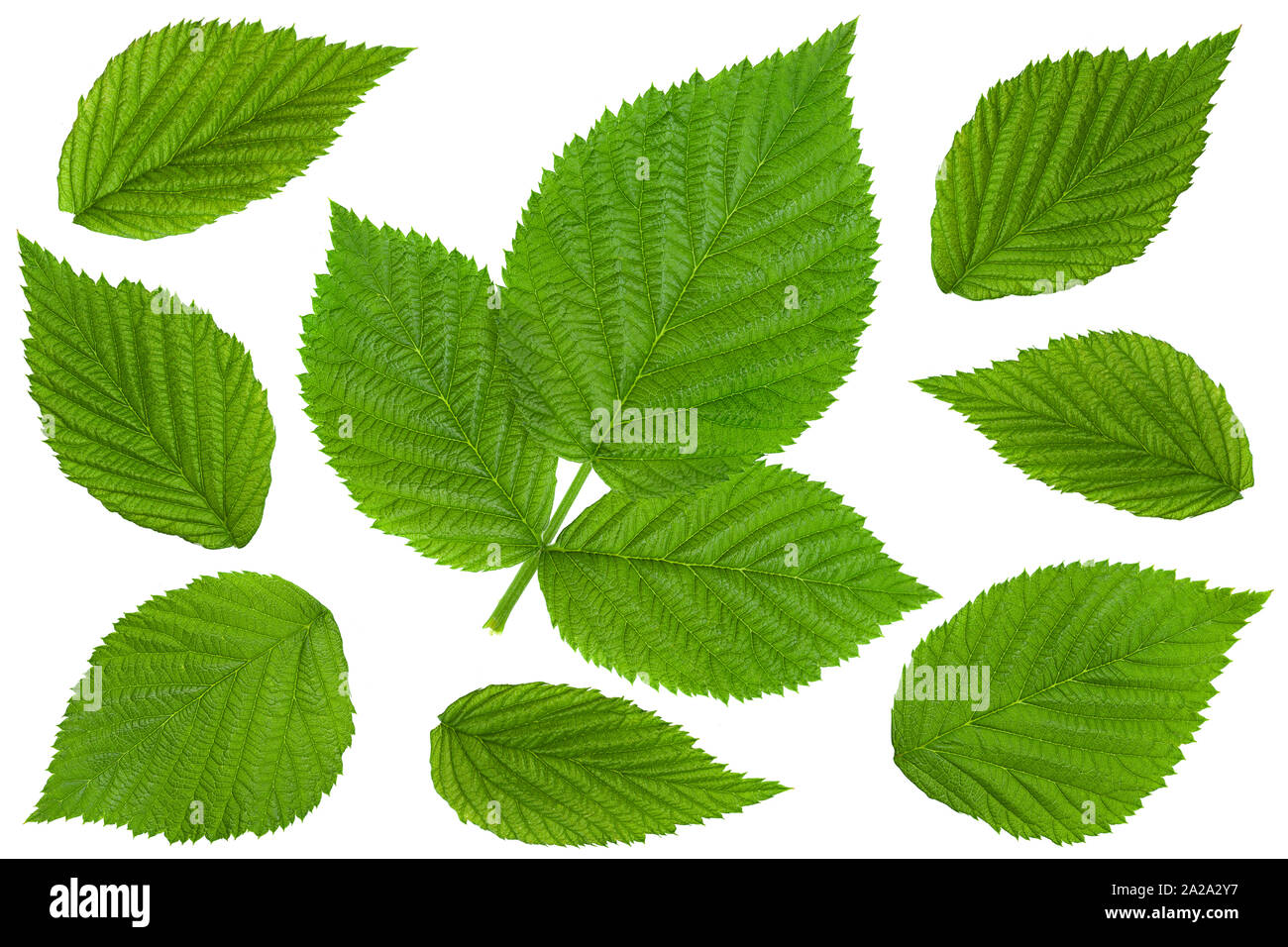 Raspberry leaf closeup set isolated on white background Stock Photo - Alamy