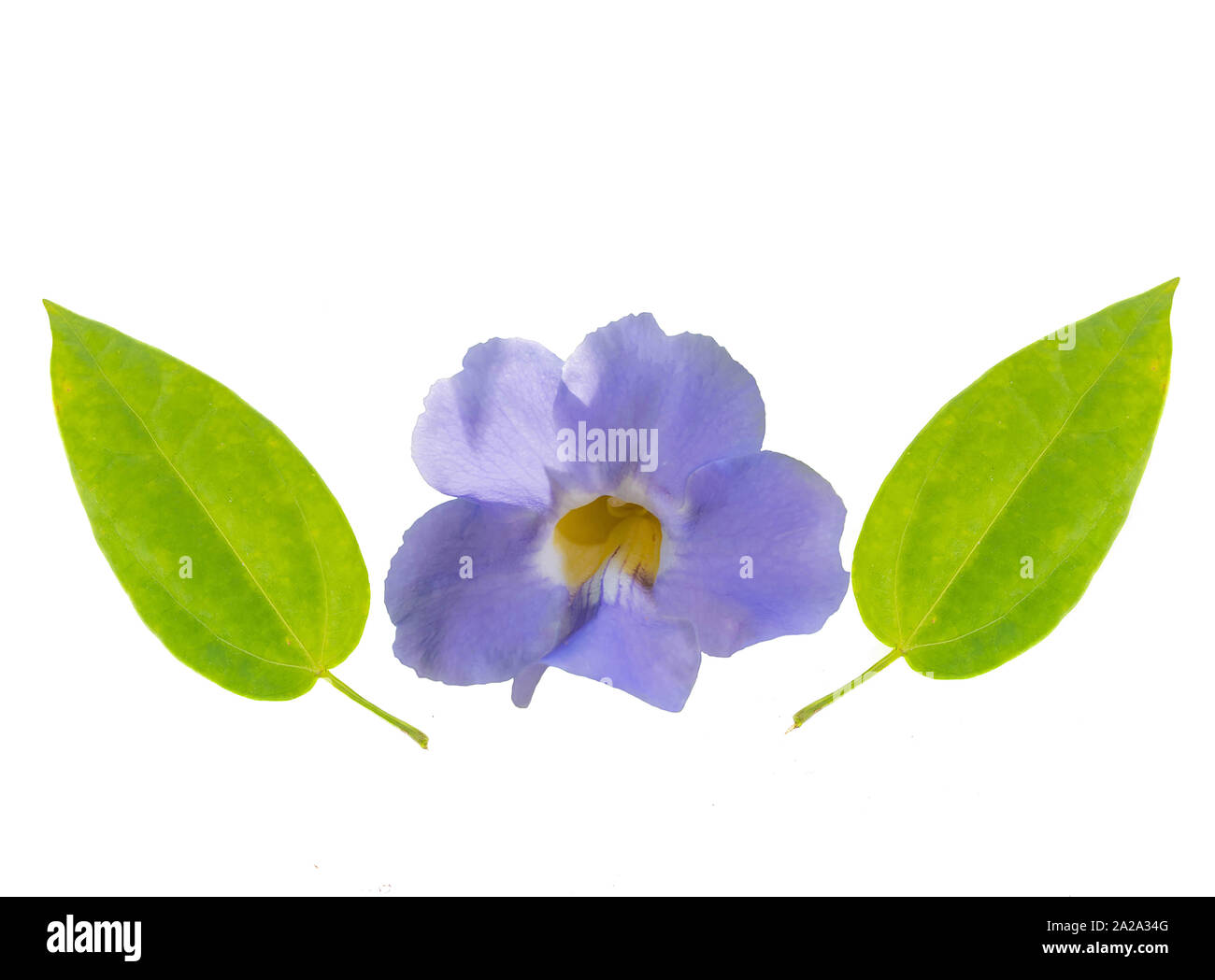 Laurel clock vine, Blue trumpet vine,Thunbergia laurifolia, Acanthaceae ...