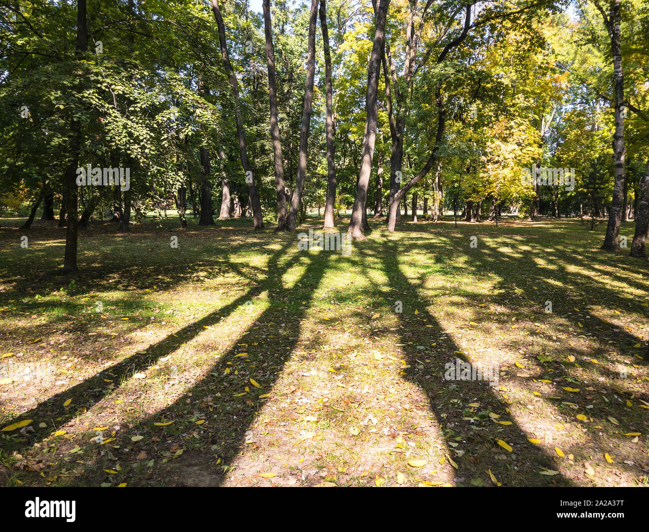 Back lit tree hi-res stock photography and images - Alamy