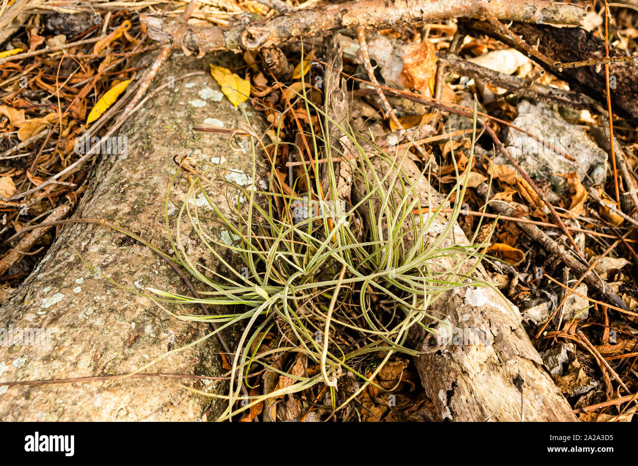 Mall Moss Among Rotting Woods Stock Photo - Alamy