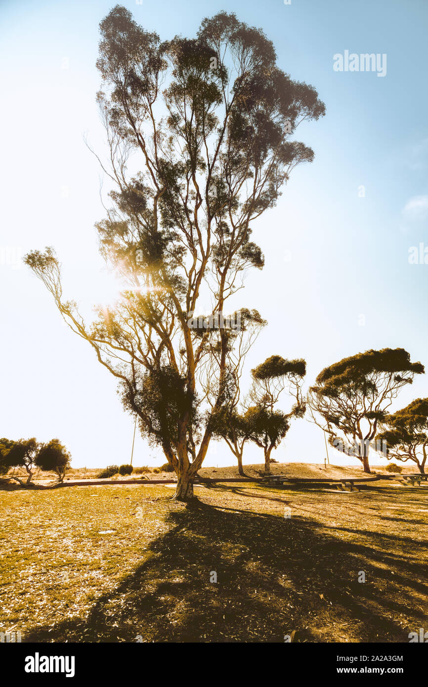 Trees in the California Desert. Sunlight Through the Branches Stock ...
