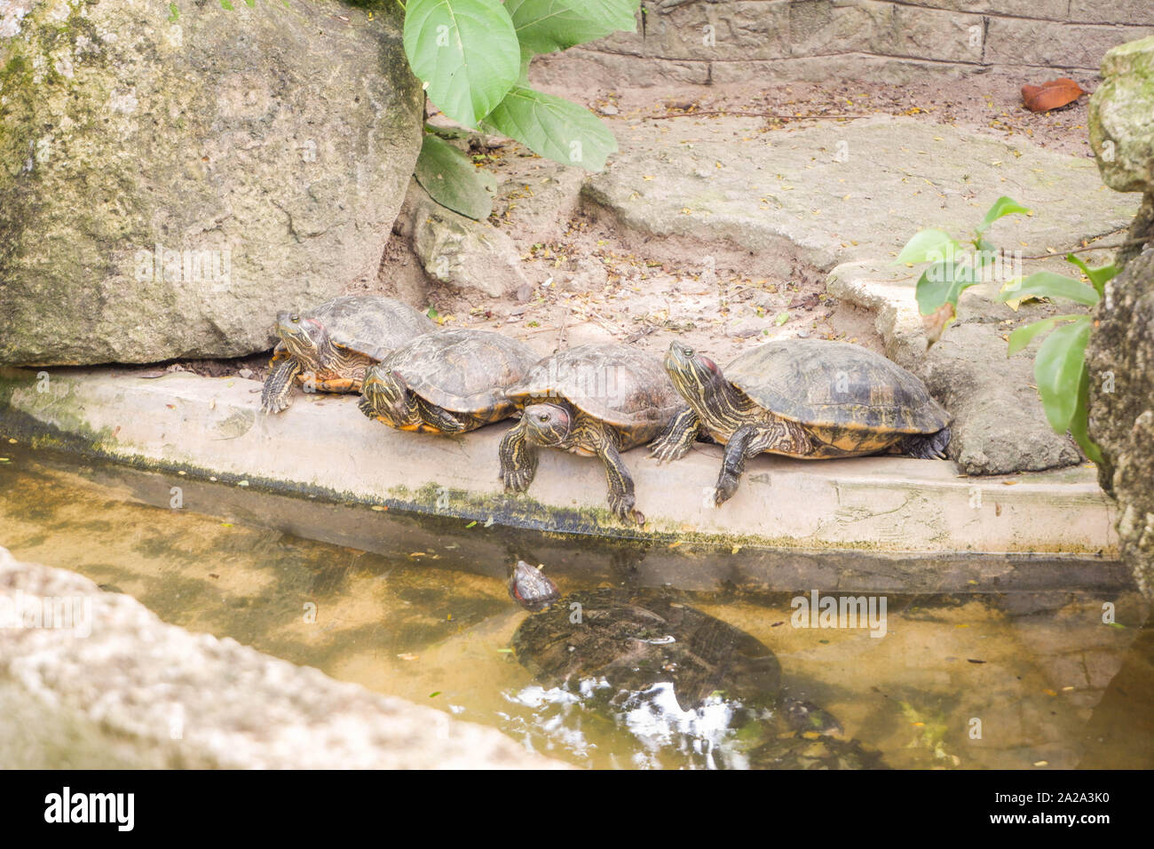 Many turtles live by the water Stock Photo - Alamy