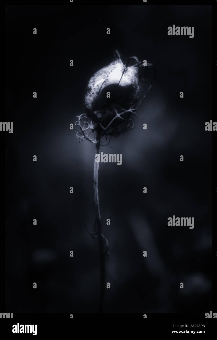 Emotions fear hi-res stock photography and images - Alamy