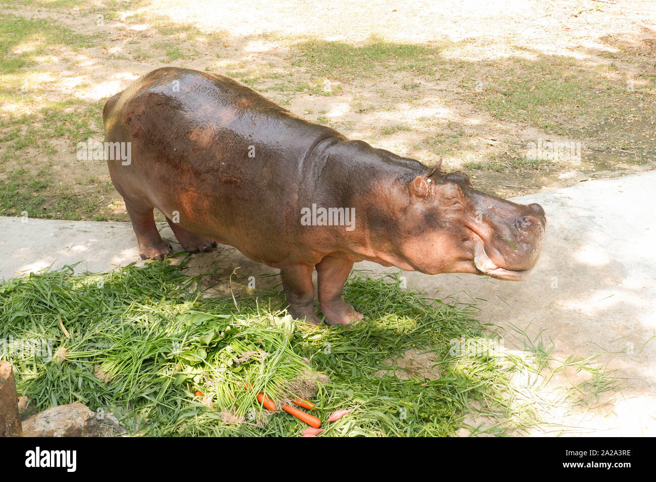 One hippo in the zoo Stock Photo - Alamy