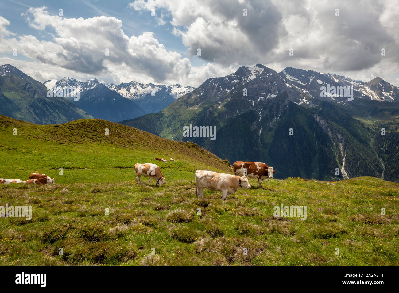 Cows with bells around their necks grazing on Penken mountains in ...