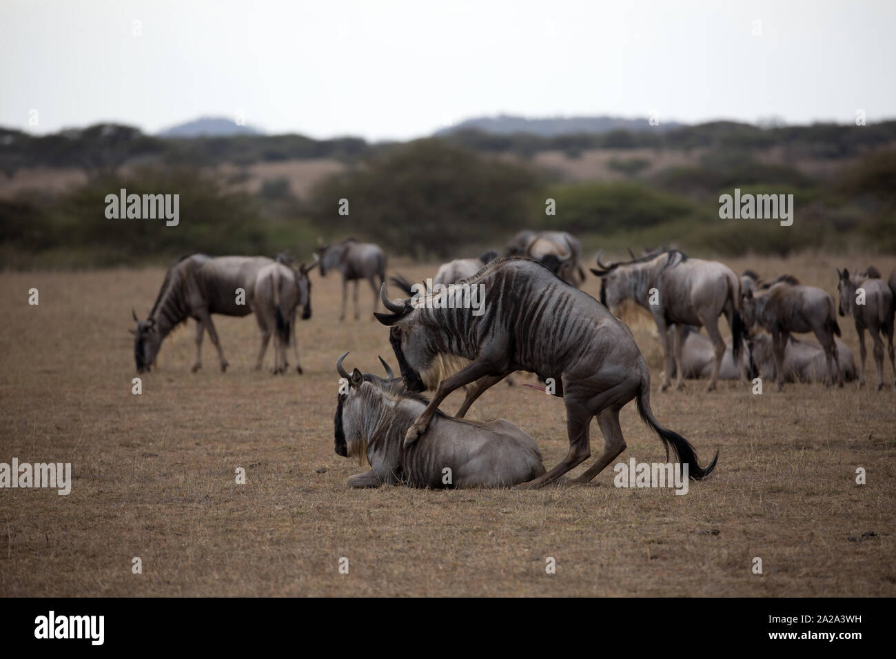 Animals Mating High Resolution Stock Photography and Images - Alamy