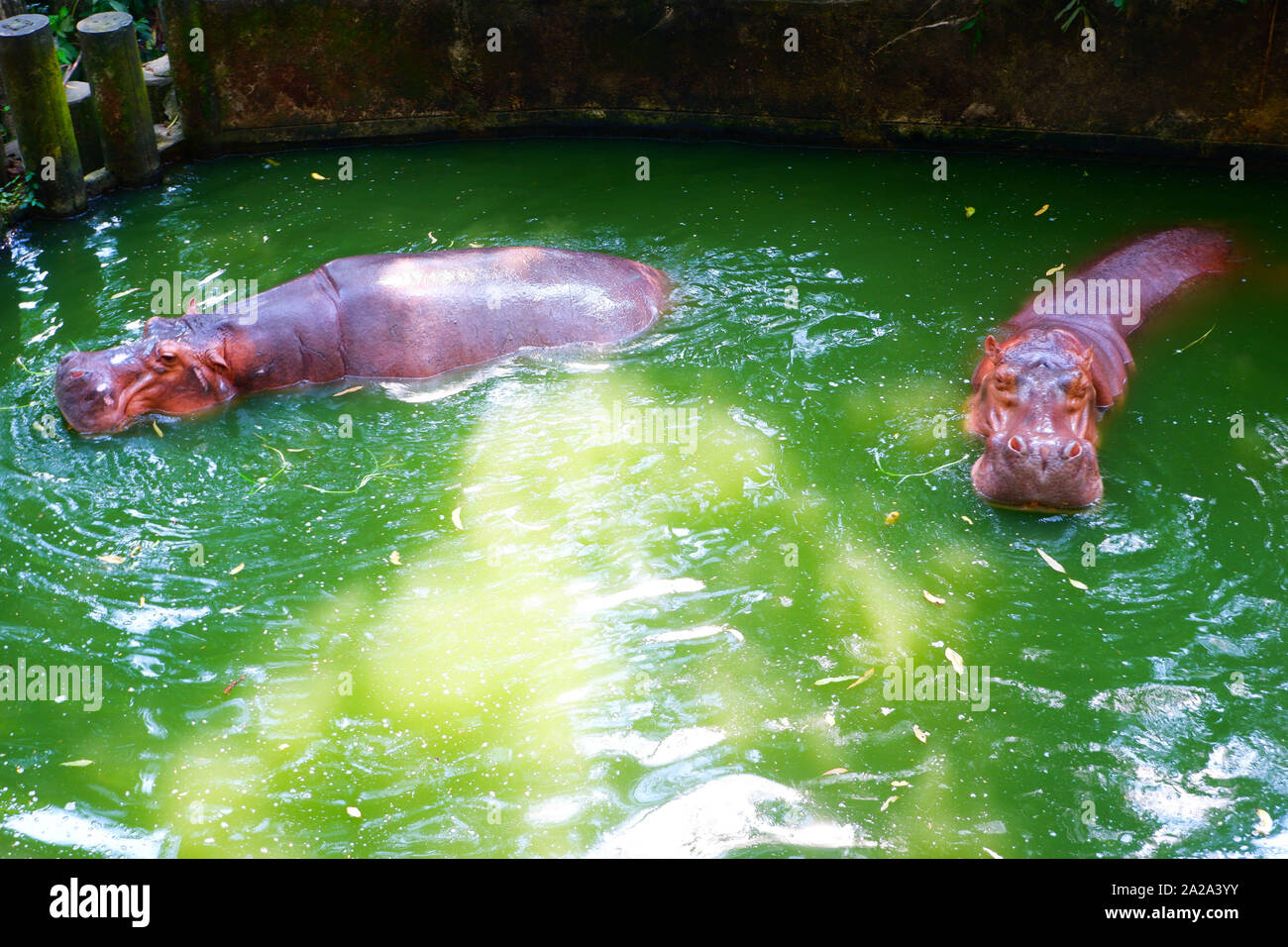 Two hippos in the zoo Stock Photo - Alamy