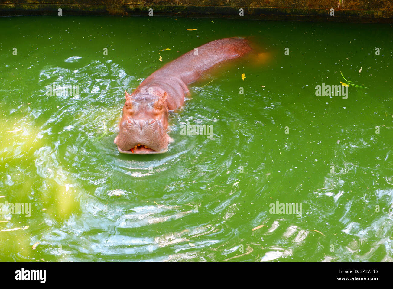 One hippo in the zoo Stock Photo - Alamy