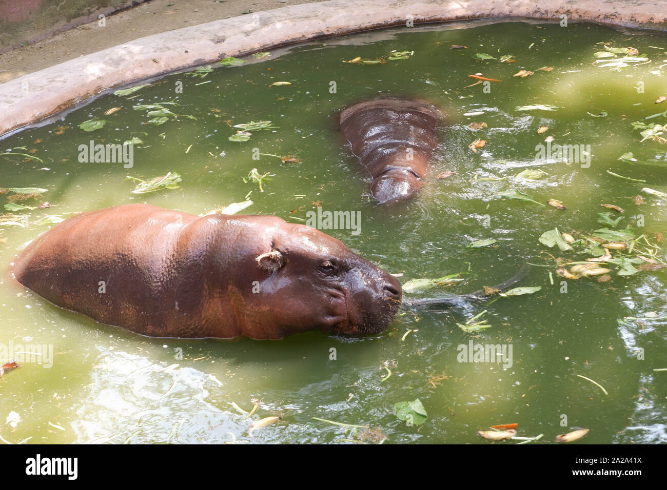 Two hippos in the zoo Stock Photo - Alamy