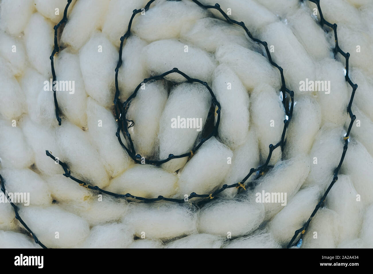 Close up to natural white silkworm cocoon shell in black plastic weave ...